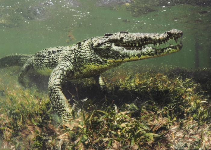 A Message of Hope on World Oceans Day - Oceanic Worldwide