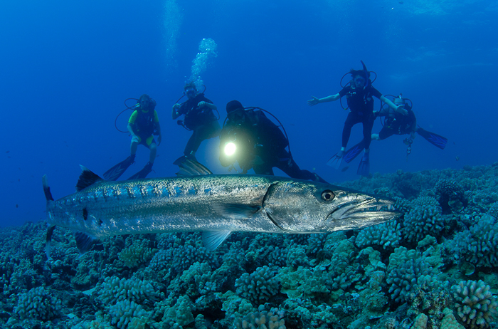 Photographing Marine Life - Do's & Don'ts - Oceanic Worldwide