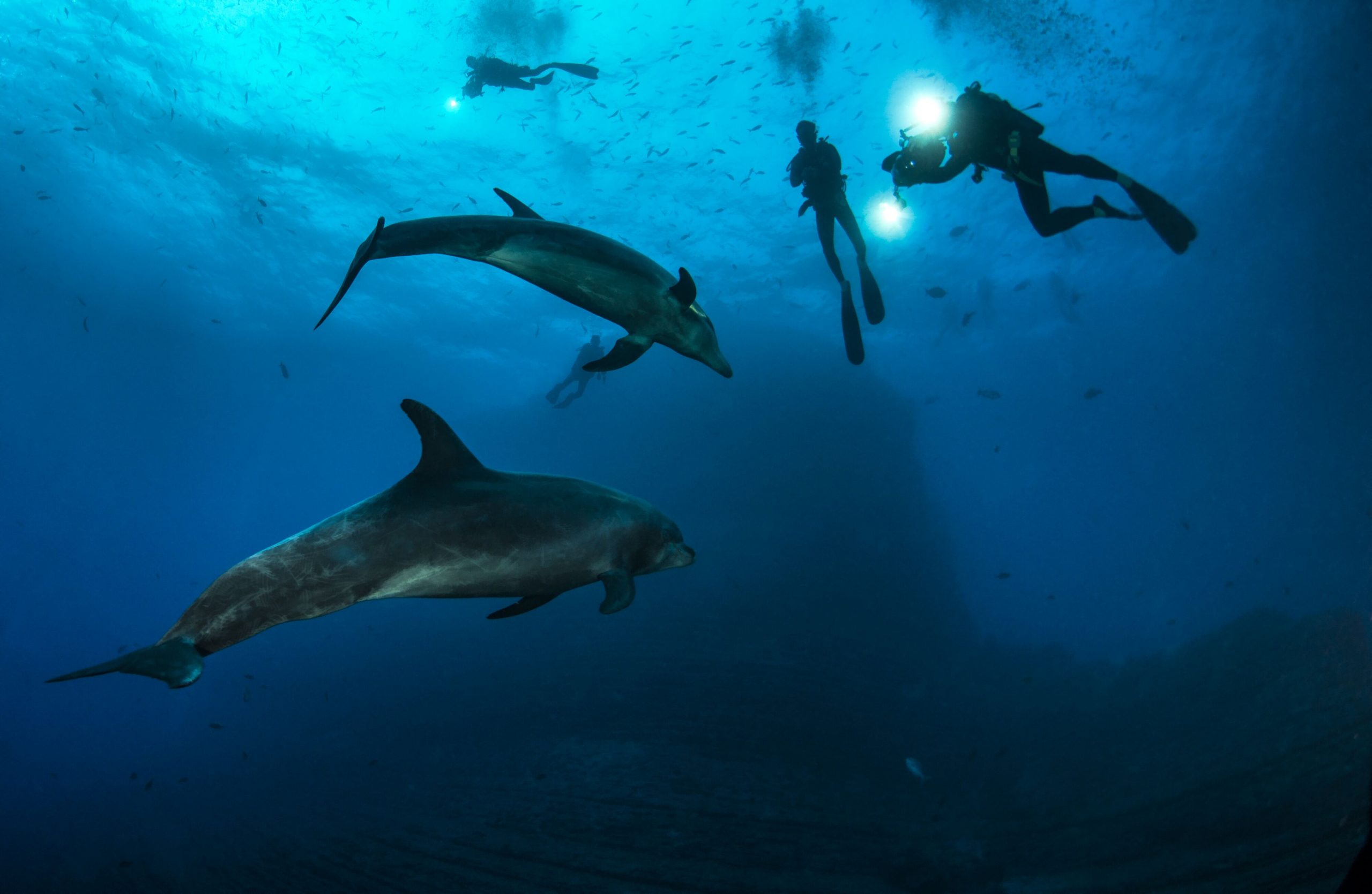 Your Favorite Marine Wildlife: You Voted. We Counted. - Oceanic Worldwide