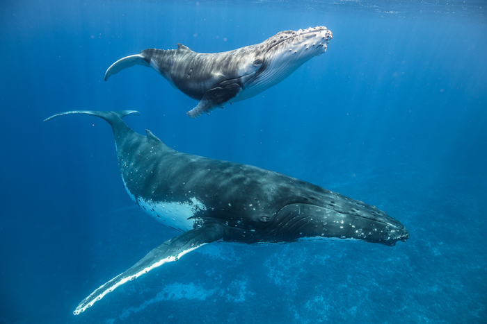 A Message of Hope on World Oceans Day - Oceanic Worldwide