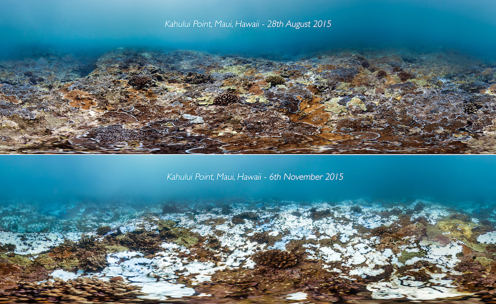 6 Easy Things You Can Do to Help Reduce Coral Stress - Oceanic Worldwide