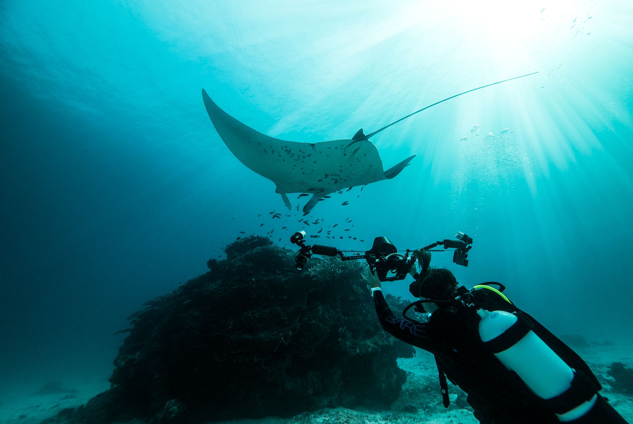 Top Places to See (and Swim With) Manta Rays - Oceanic Worldwide