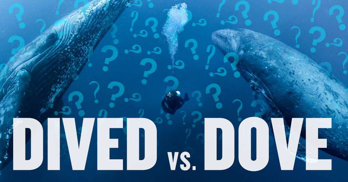 Dived vs. Dove? Which is Correct? - Oceanic Worldwide