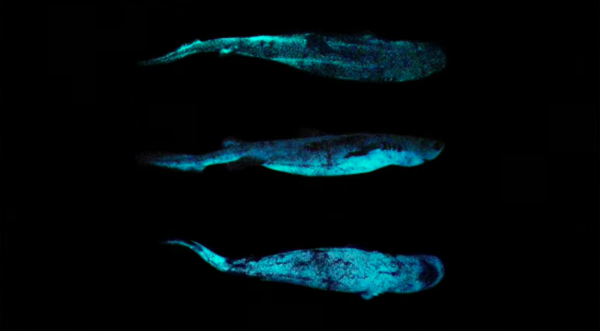 Bioluminescent Shark Found Off New Zealand Coast