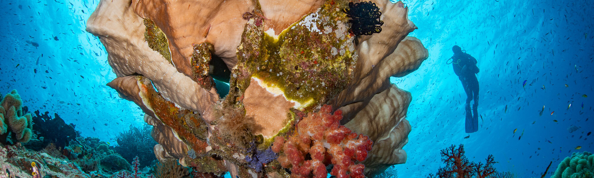 Oceanic + FAQ's - Oceanic Worldwide