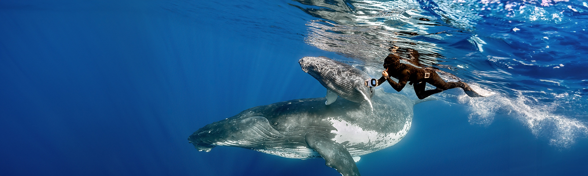 Oceanic+ App Subscription Plan - Oceanic Worldwide