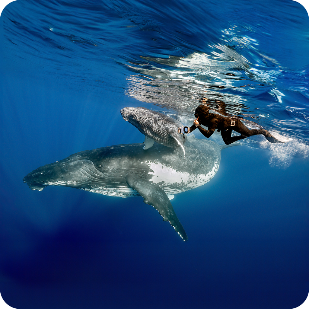 Oceanic+ Dive Housing Rental Information - Oceanic Worldwide